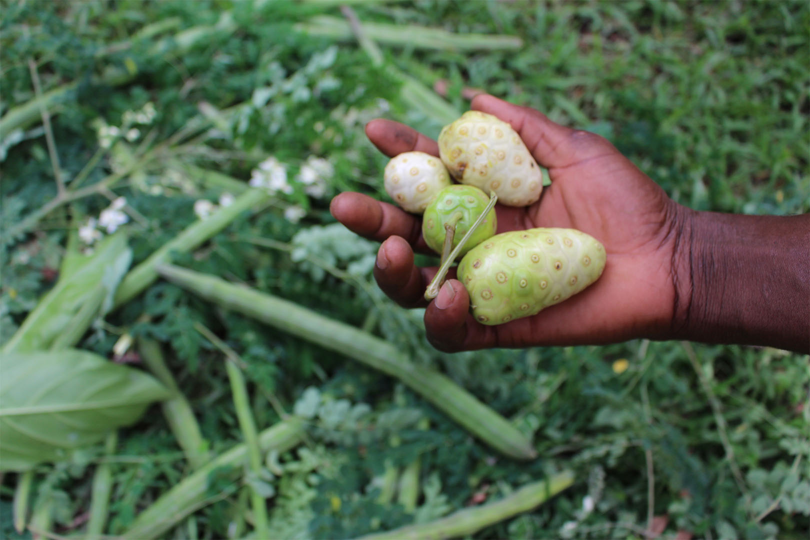 Volta Presentation Farms - Quality Food