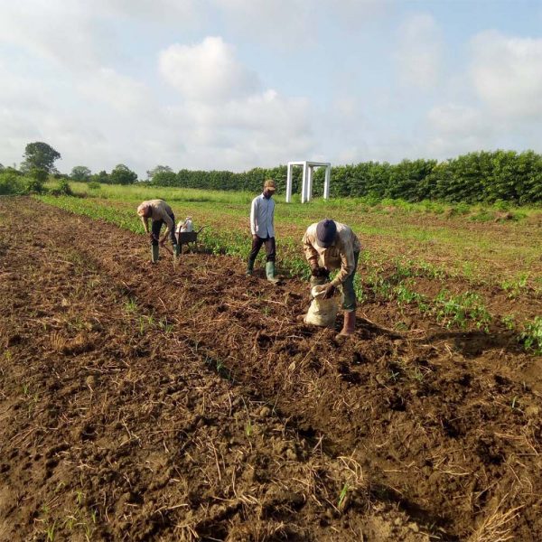 About Us - Volta Presentation Farms