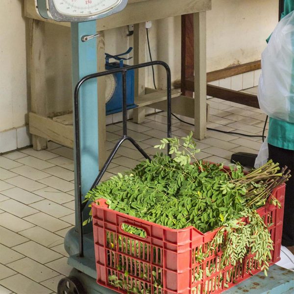 About Us - Volta Presentation Farms