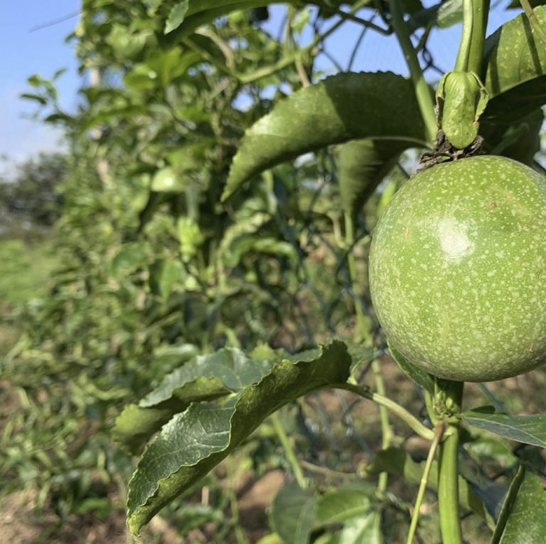 About Us - Volta Presentation Farms
